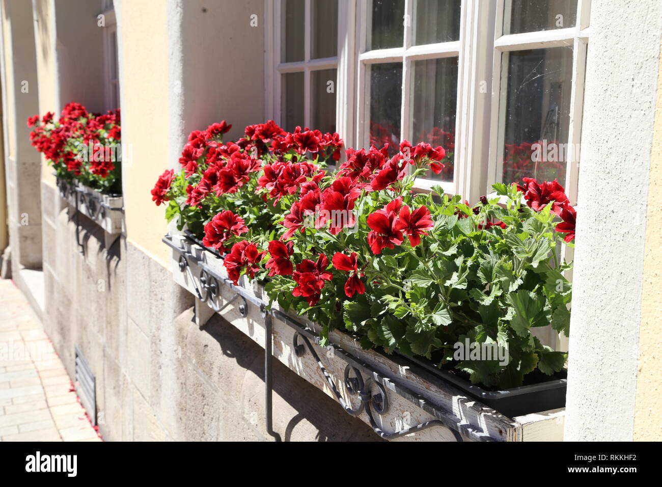 Beautiful flowers /Beautiful flowers on the windows Stock Photo - Alamy