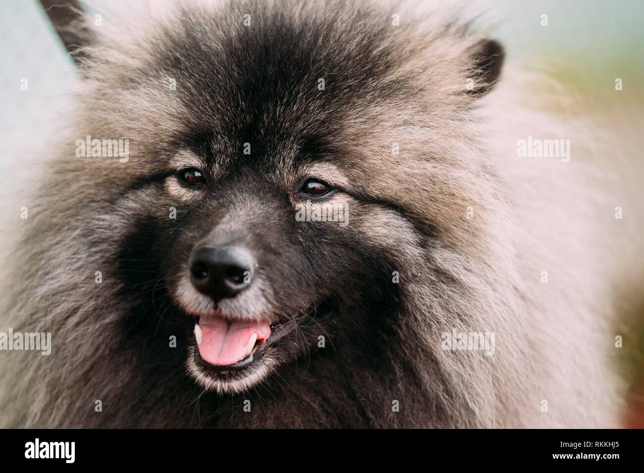 Keeshonden hi-res stock photography and images - Alamy