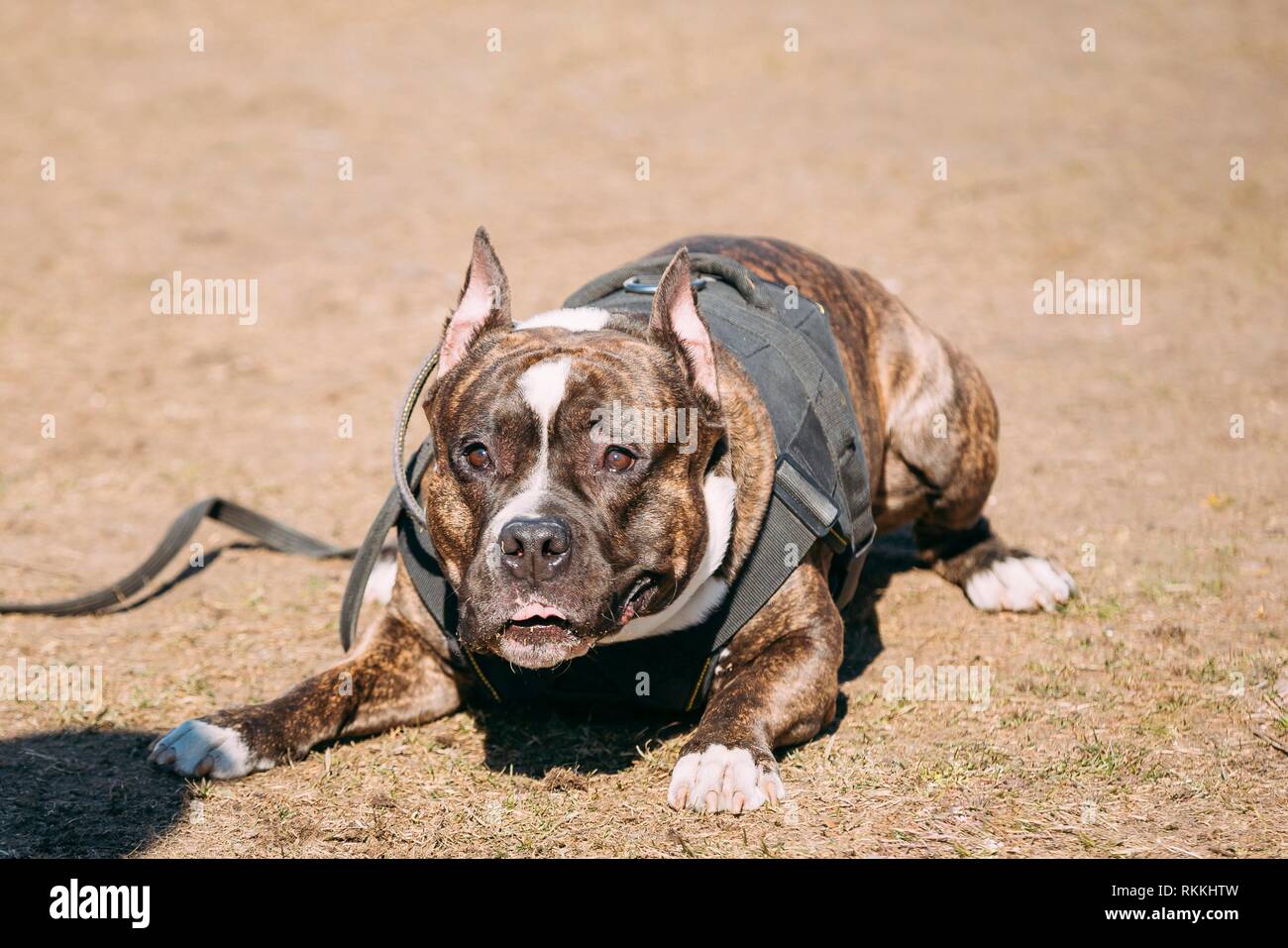 Staffordshire terrier training hi-res stock photography and images - Alamy