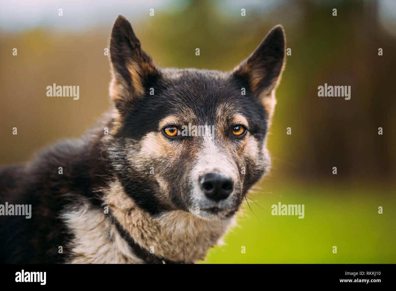 Medium breed hi-res stock photography and images - Alamy