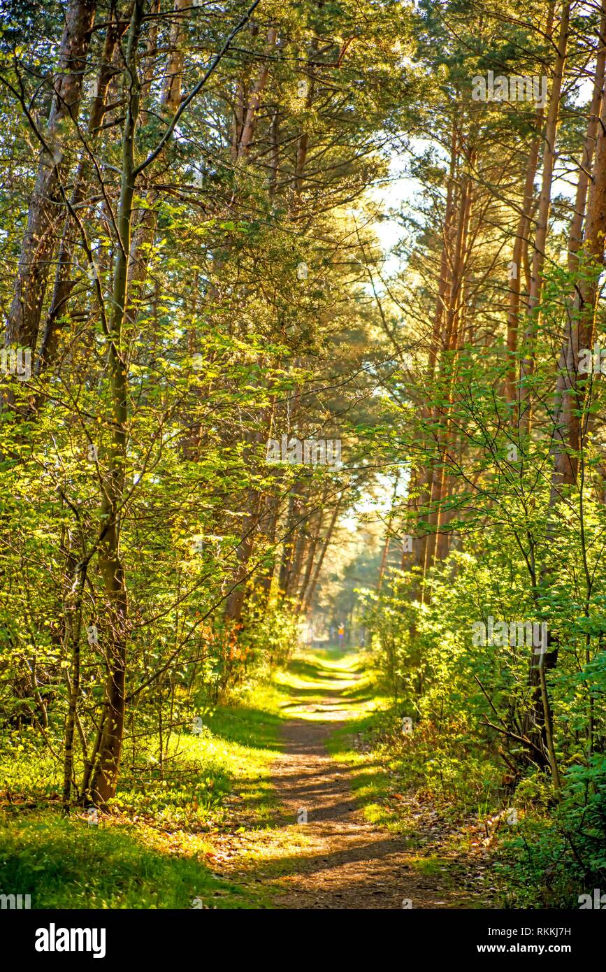 Soft light nature hi-res stock photography and images - Alamy