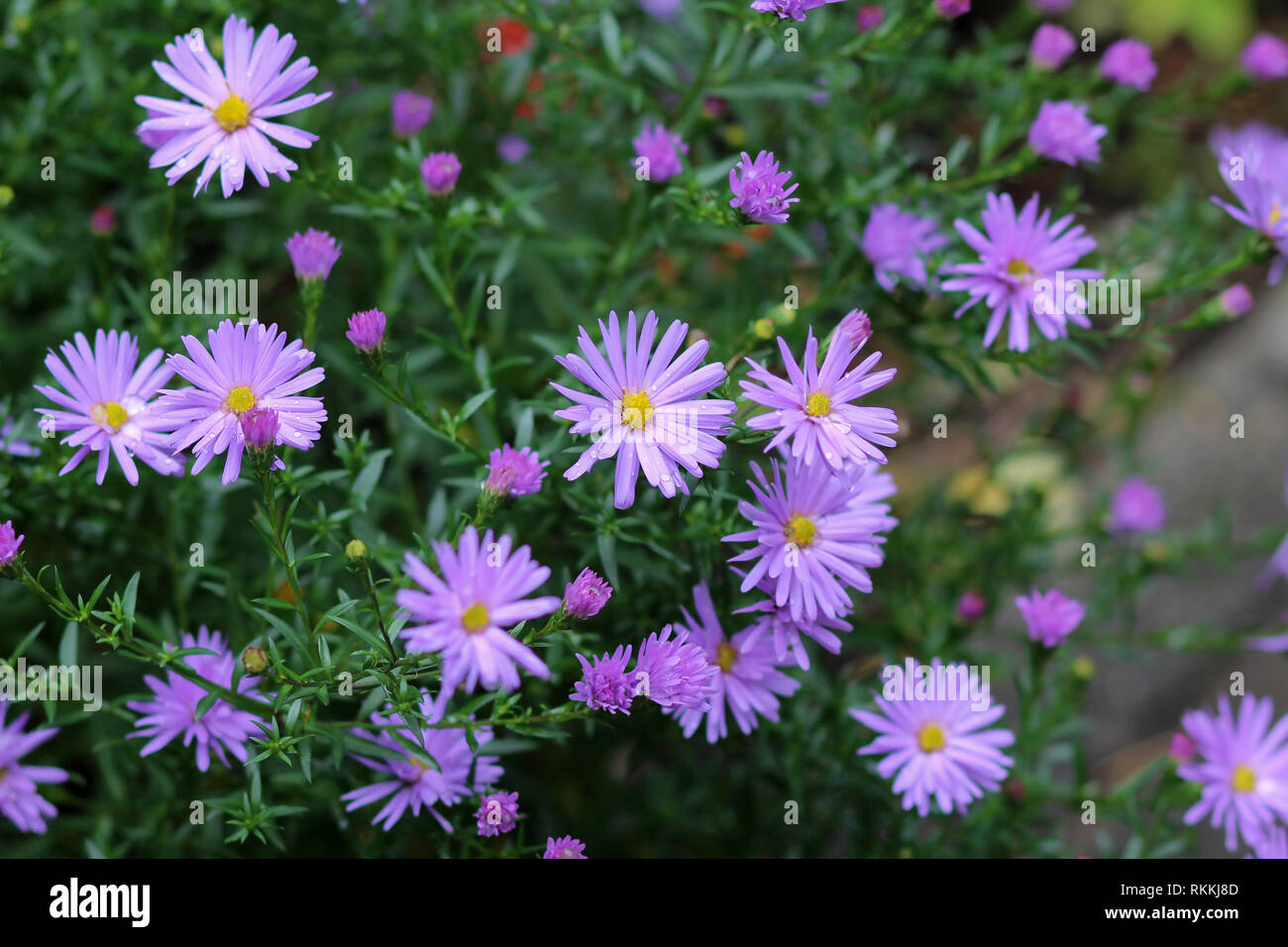 Astra perennial hi-res stock photography and images - Alamy
