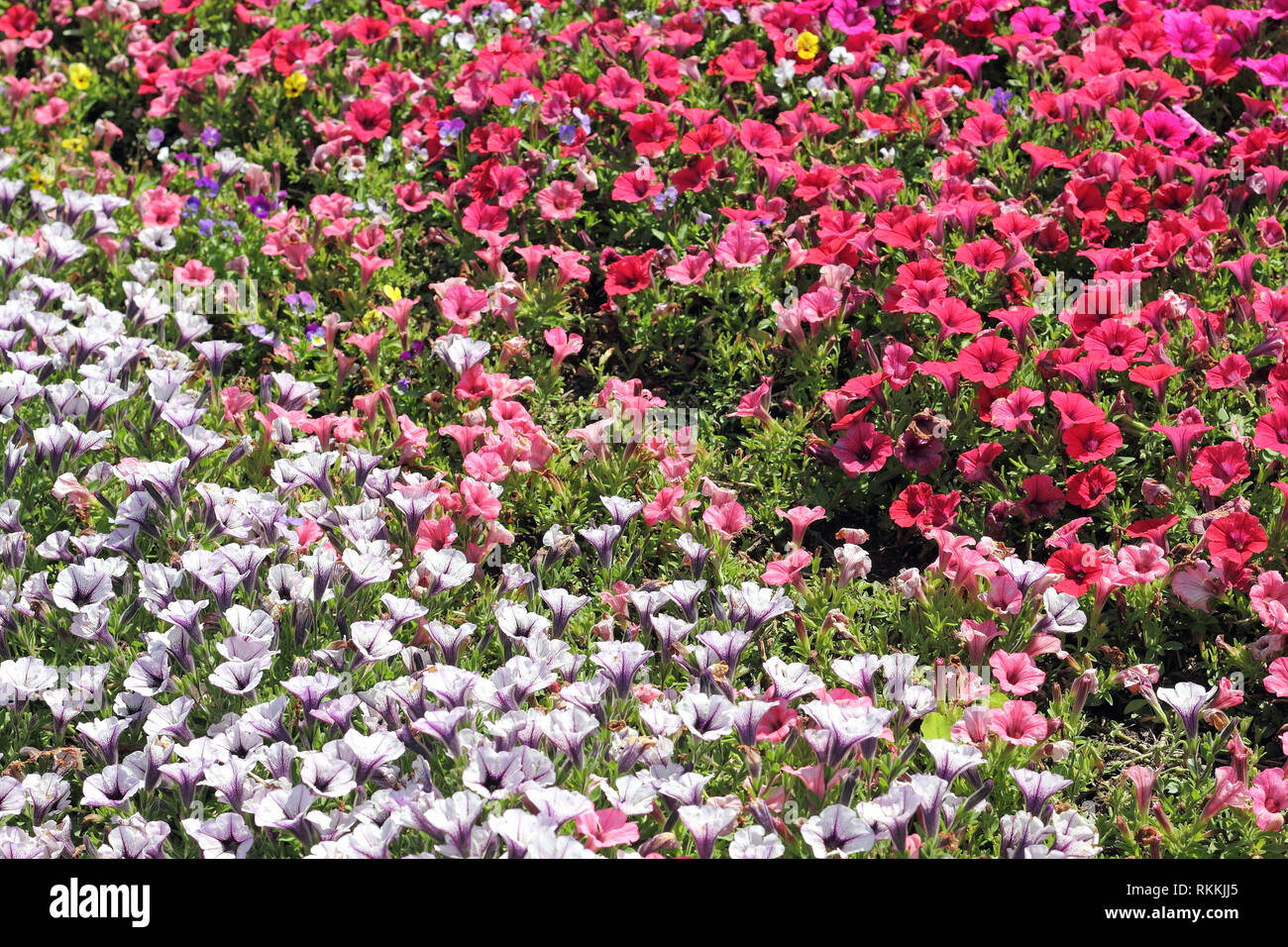 Petunia arrangement hi-res stock photography and images - Alamy