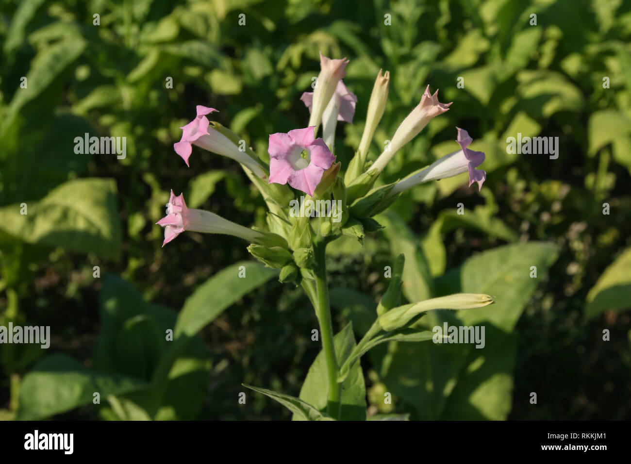 Nicotiana Flower Plant Pink High Resolution Stock Photography and ...