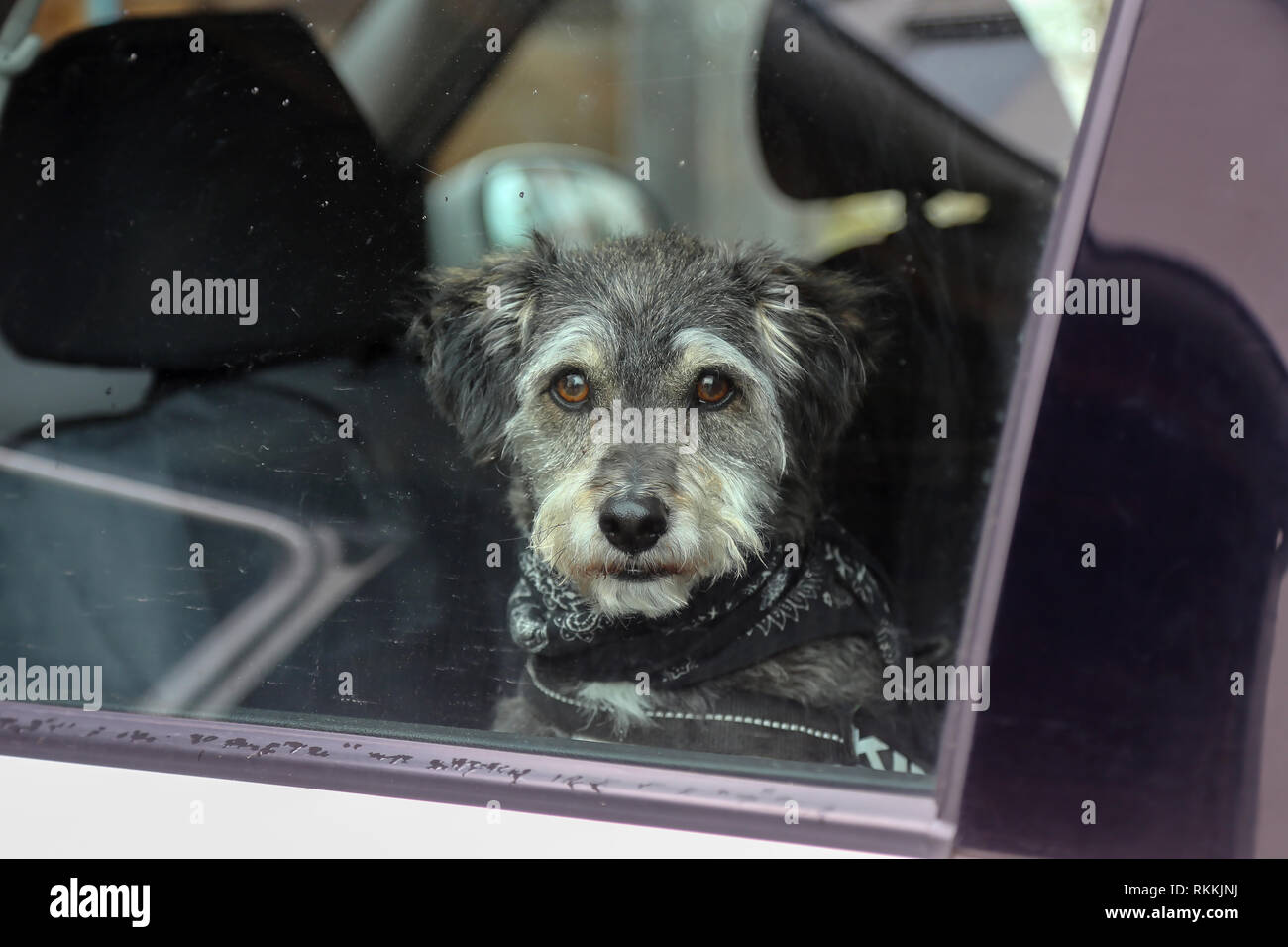 Dog in the car window Stock Photo - Alamy