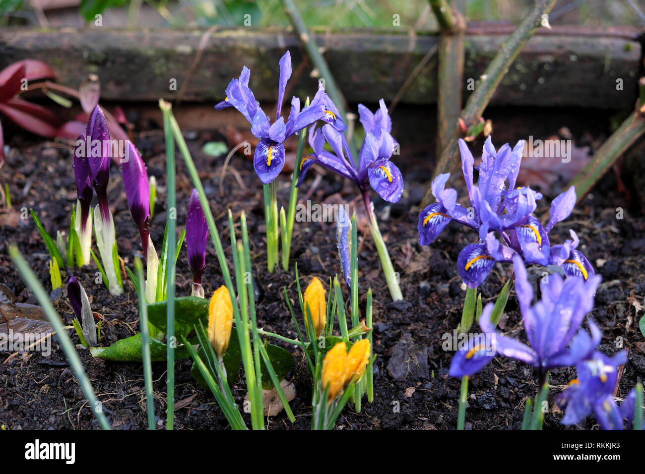 Iris reticulata growing in container hi-res stock photography and ...