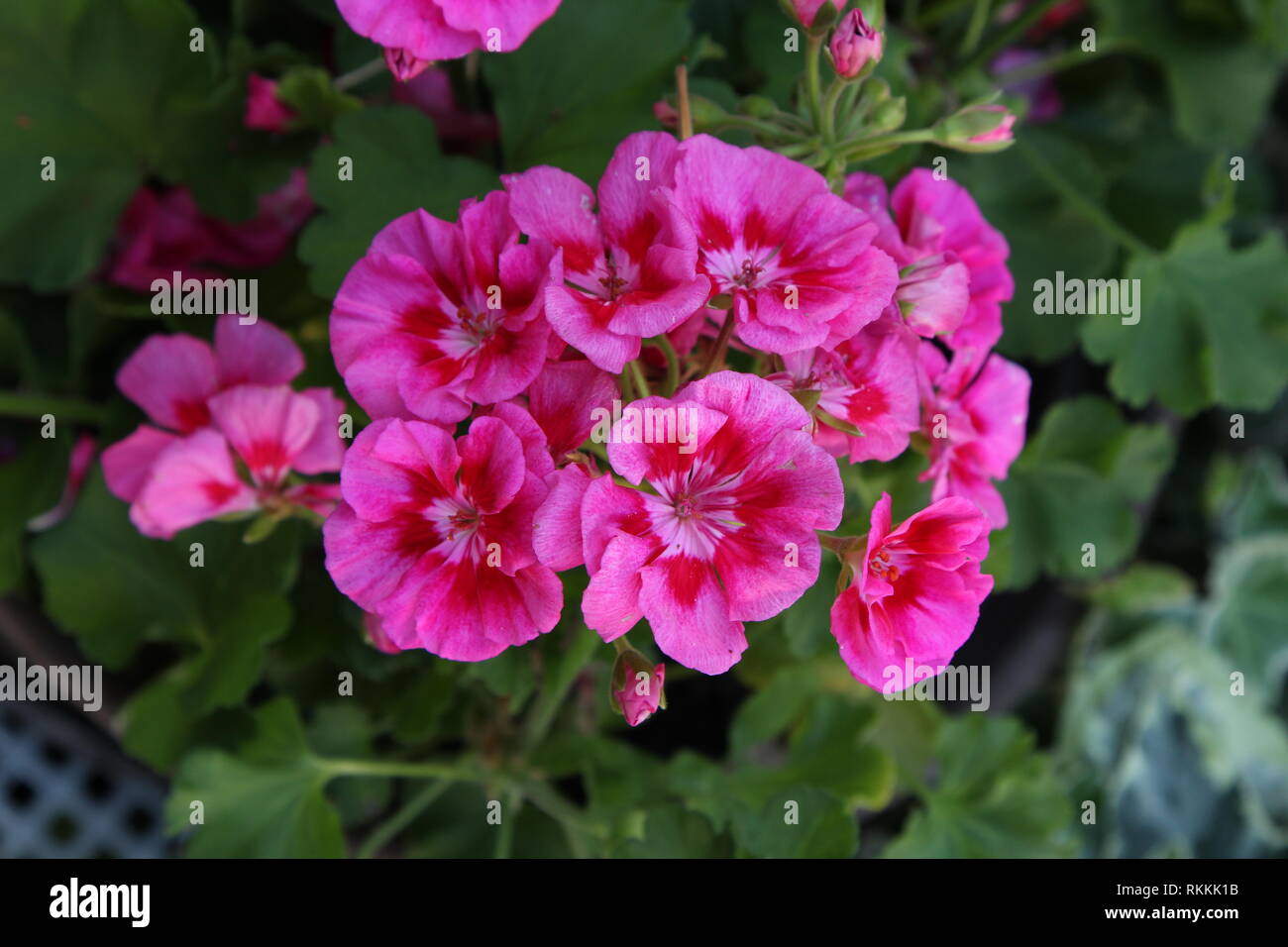 Daffodil narcissus geranium hi-res stock photography and images - Alamy