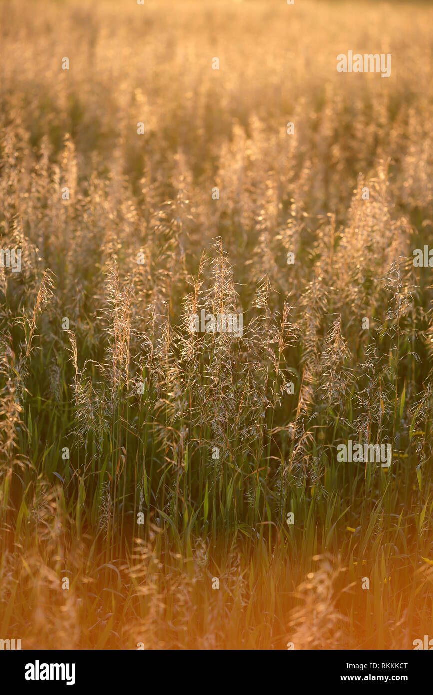 Grass and weed background with beautiful end of the day light Stock ...