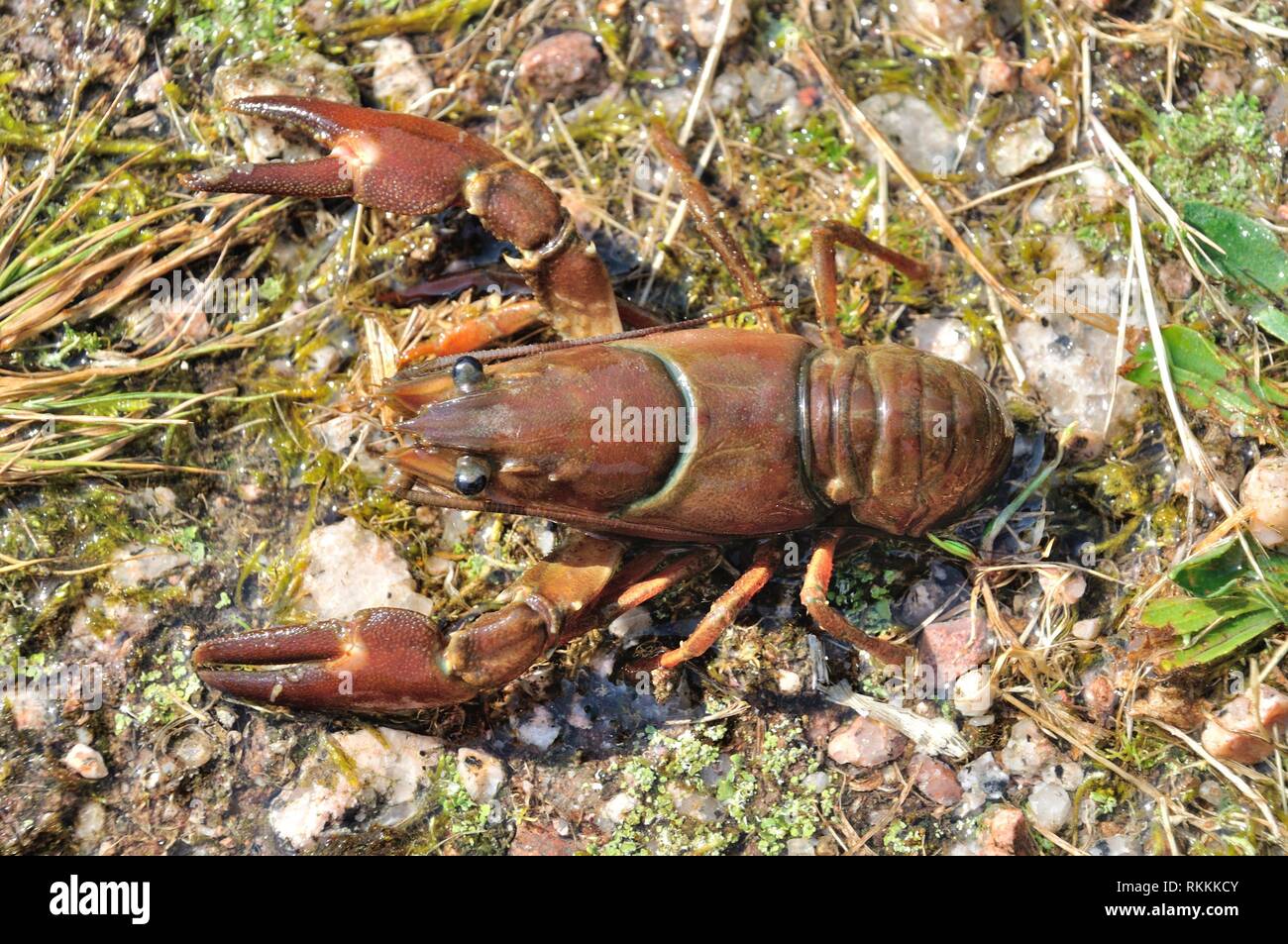 Crayfish Water High Resolution Stock Photography and Images - Alamy