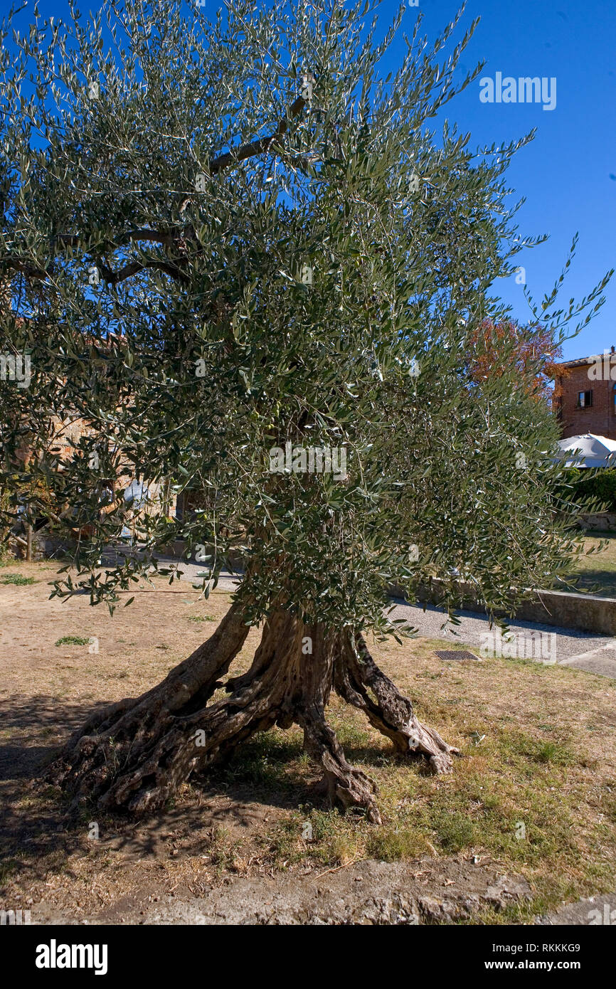Old olive tree, Largo Fontebranda, Monteriggioni, Tuscany, Italy Stock ...