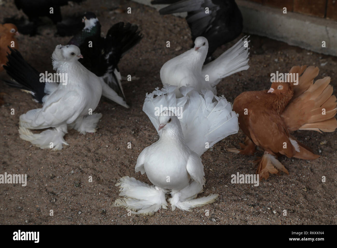 Breeding decorative pigeons in the cage Stock Photo - Alamy
