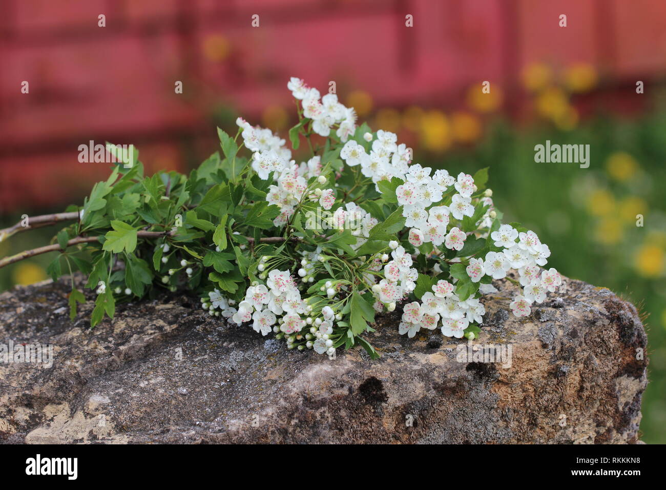 Spring flowering / Spring flowering of fruit trees Stock Photo - Alamy