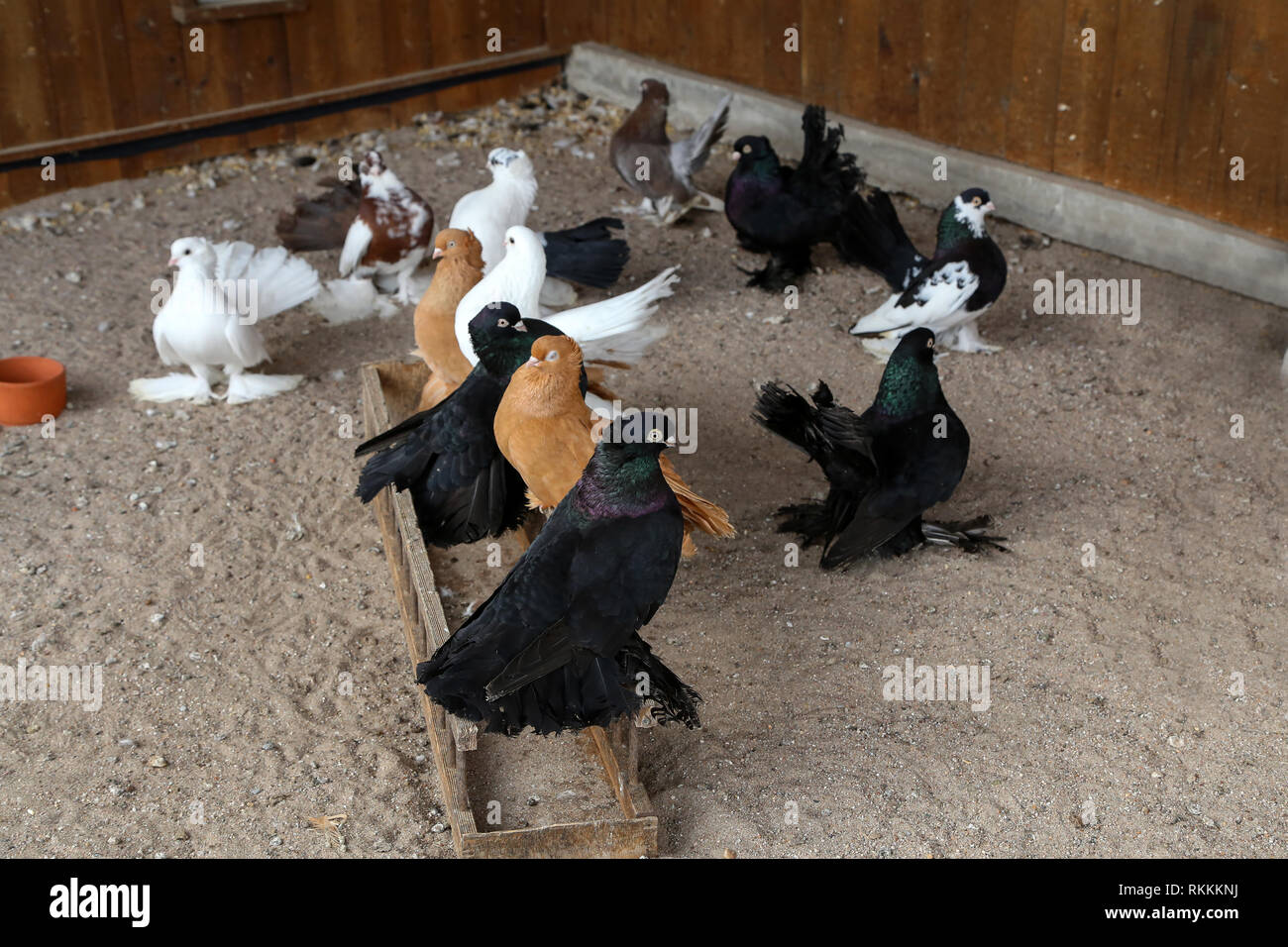 Breeding decorative pigeons in the cage Stock Photo - Alamy
