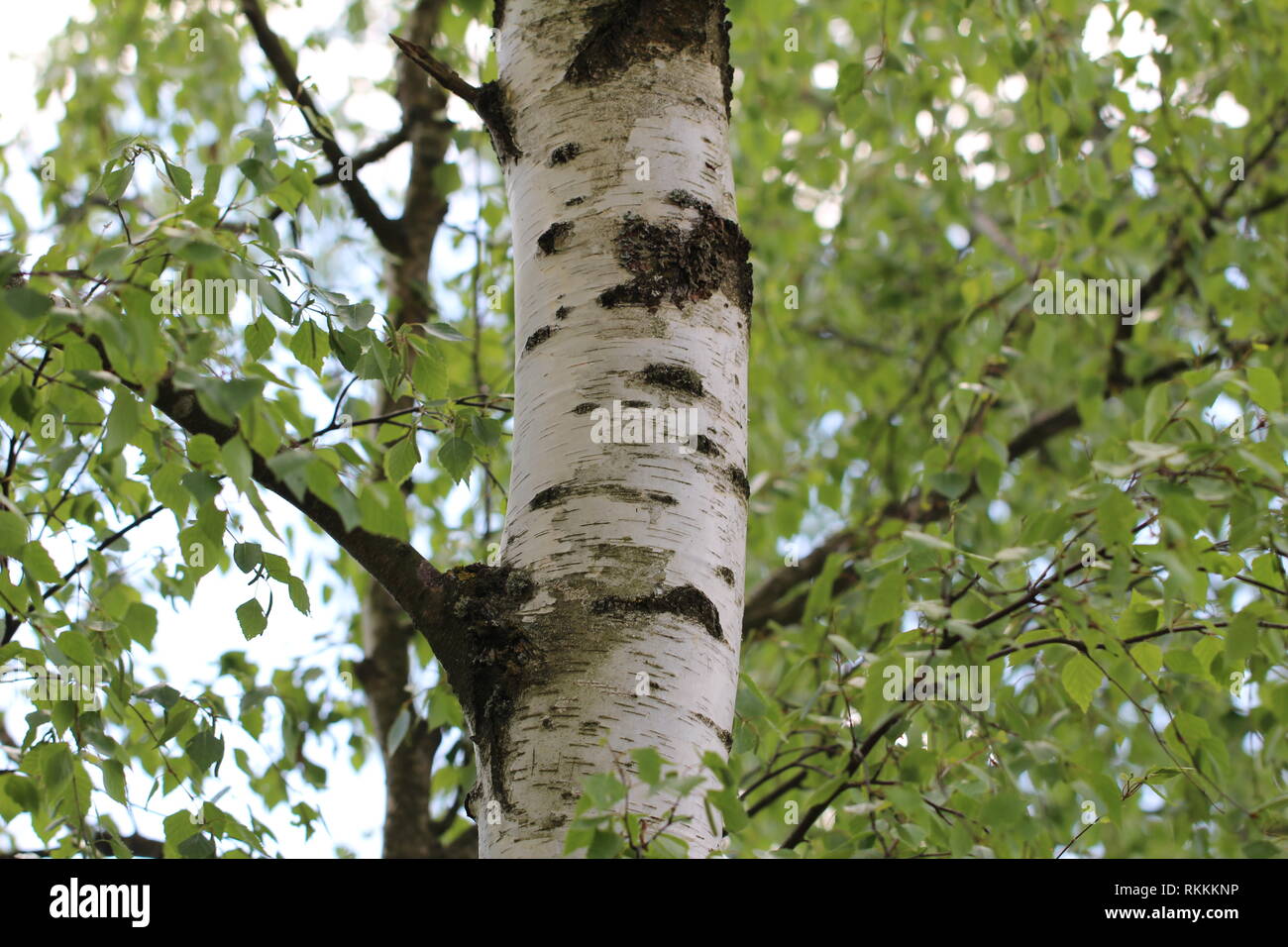 Birch Tree Leaf High Resolution Stock Photography and Images - Alamy
