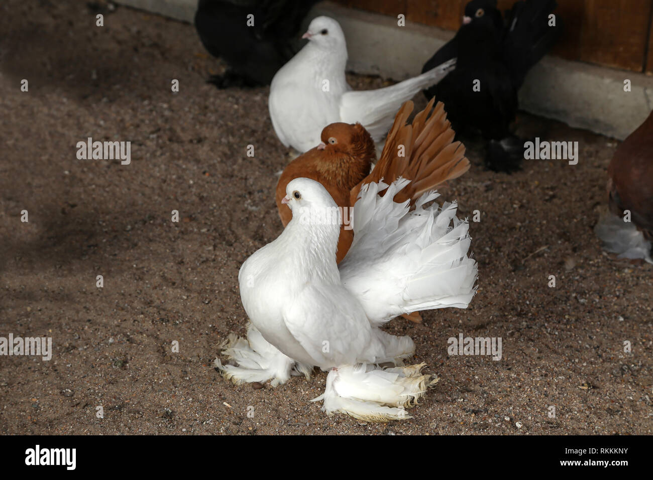 Breeding decorative pigeons in the cage Stock Photo - Alamy