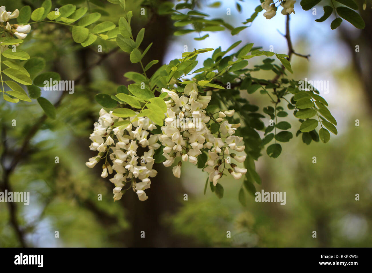 Robinie / Plant, Black locust, Robinia pseudoacacia flowers Stock Photo ...