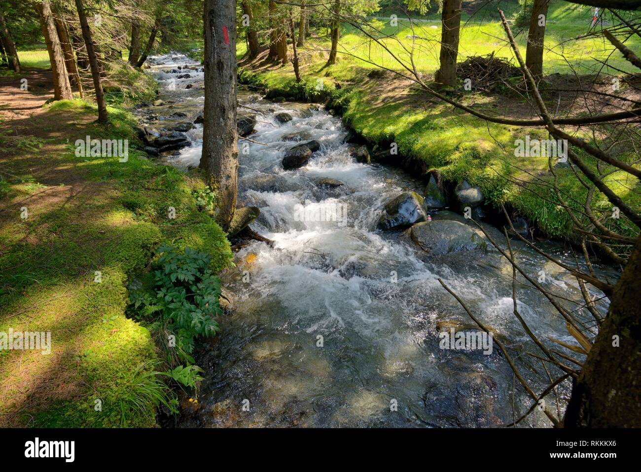 The mountain river in the romanian forest Stock Photo - Alamy