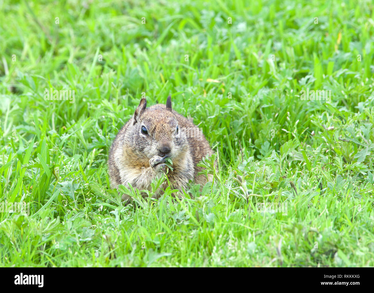 ground squirrel eating fresh green grass abundant after recent rains ...