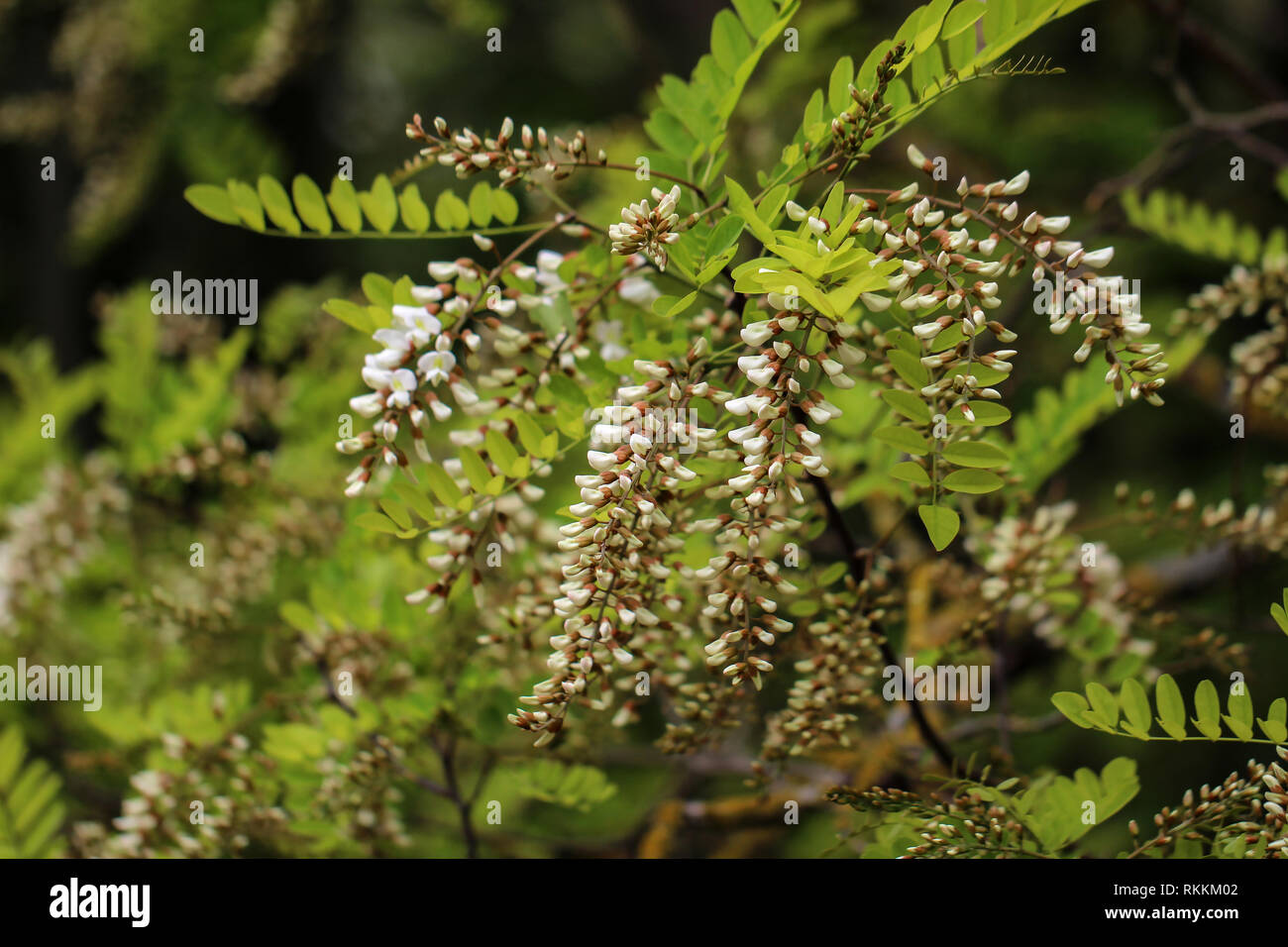 Robinie / Plant, Black locust, Robinia pseudoacacia flowers Stock Photo ...