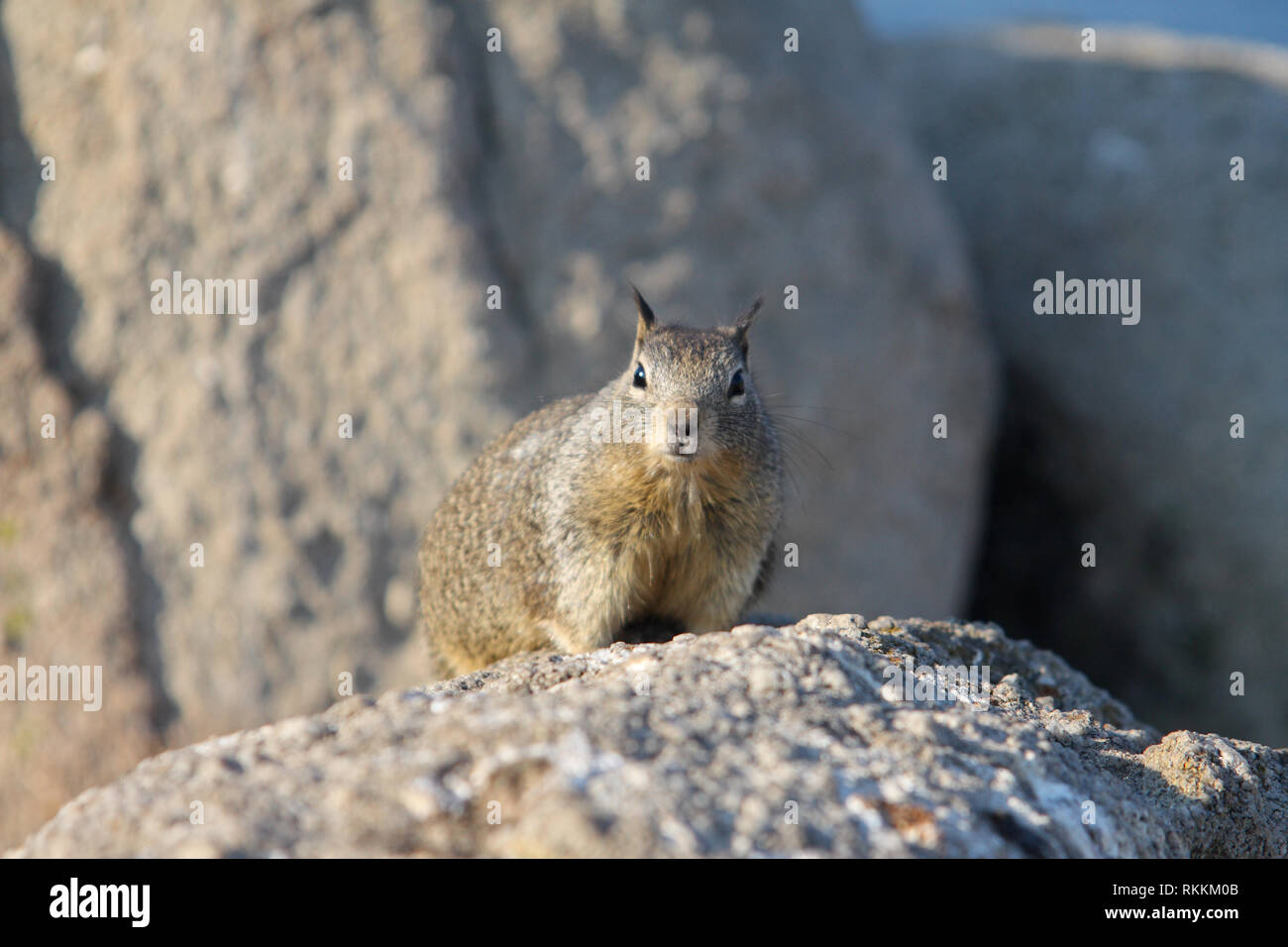 Western grey squirrel (sciurus griseus), on the rocks at Lovers Point ...