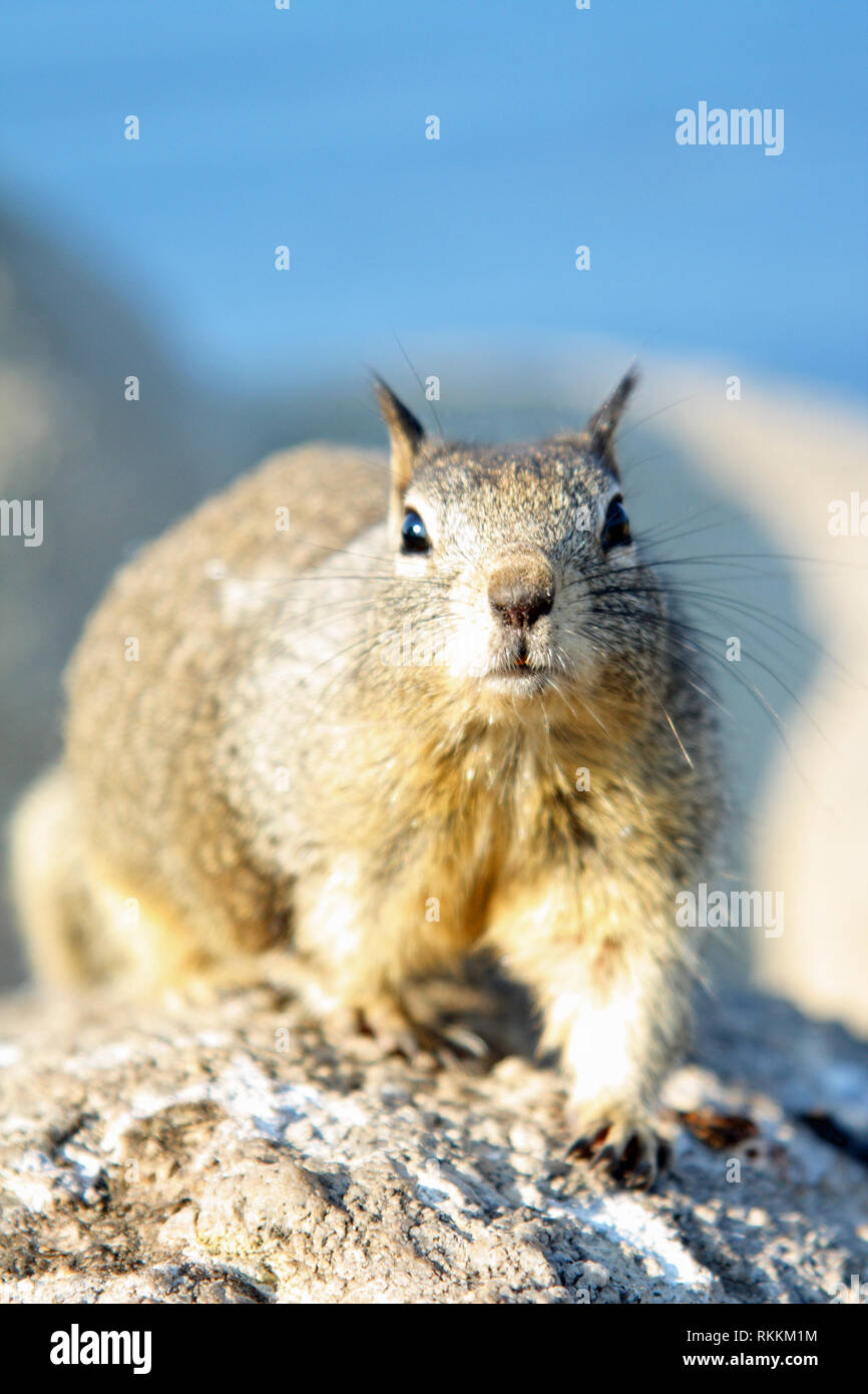 California grey squirrel hi-res stock photography and images - Alamy