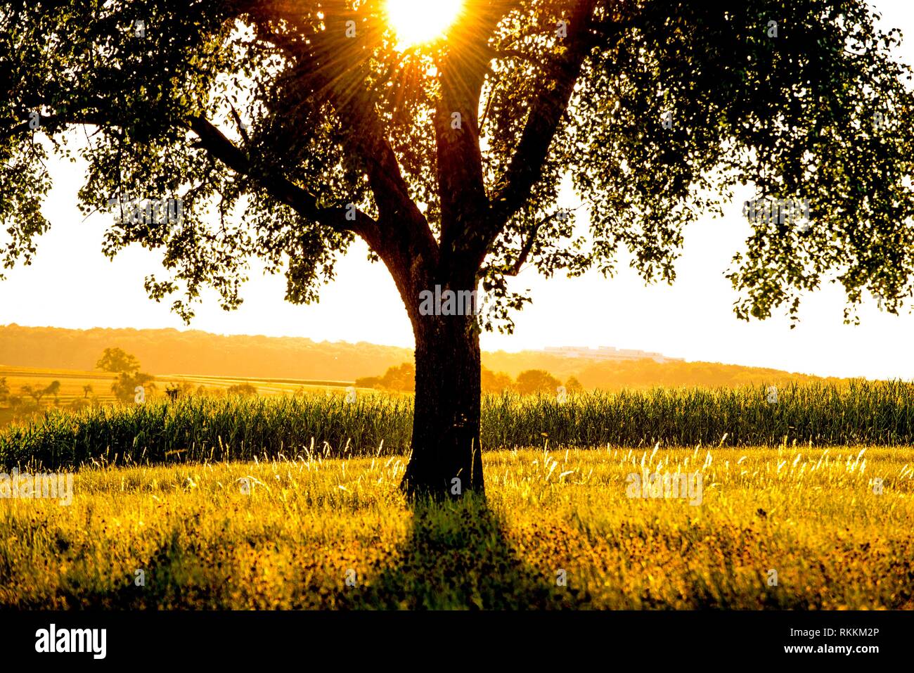 Backlit with sun star hi-res stock photography and images - Alamy