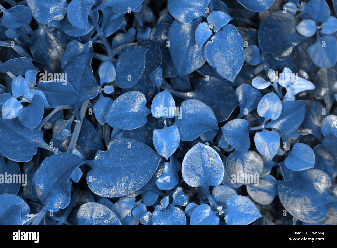 background of plant leaves, toned image in blue color Stock Photo - Alamy
