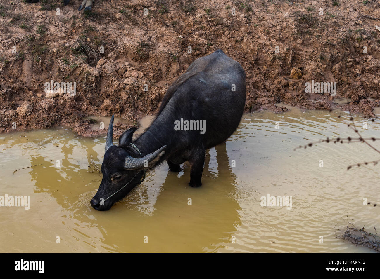 Wild buffaloes in the waters of the Mekong in Cambodia, Asia Stock ...