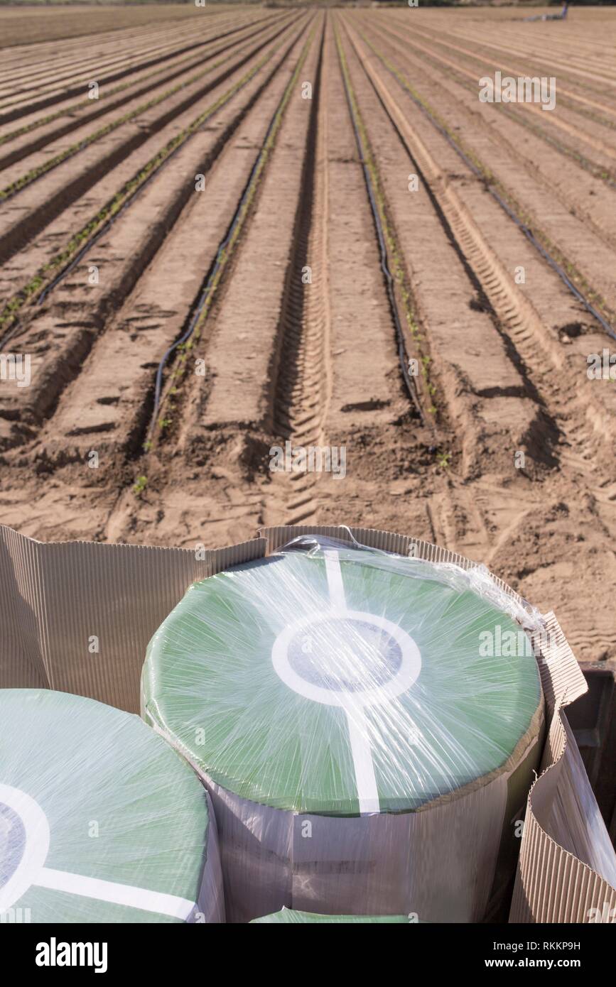 Drip irrigation tape hi-res stock photography and images - Alamy