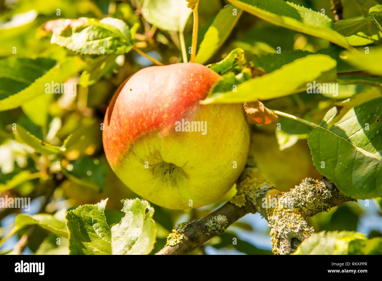 Apple Tree Plantation Germany High Resolution Stock Photography and ...
