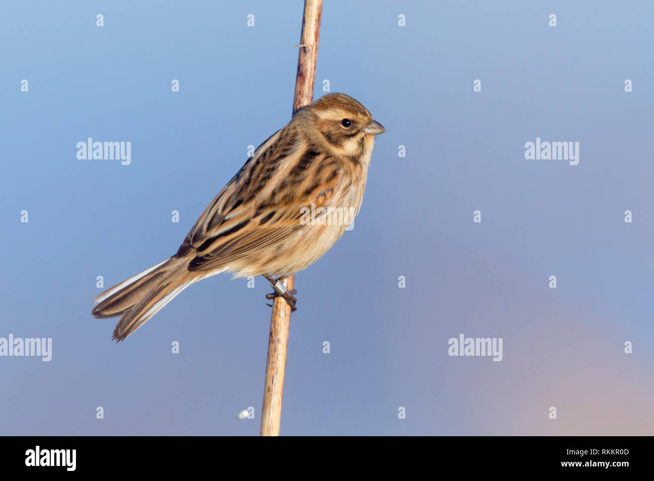 Female reed bunting perched hi-res stock photography and images - Alamy