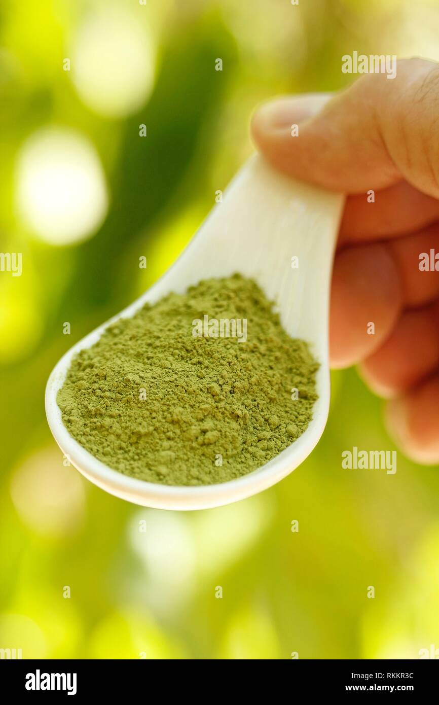 Matcha tea plant hi-res stock photography and images - Alamy