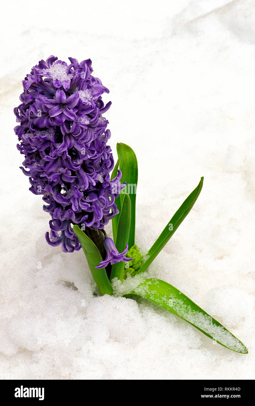 Stand up flower hi-res stock photography and images - Alamy