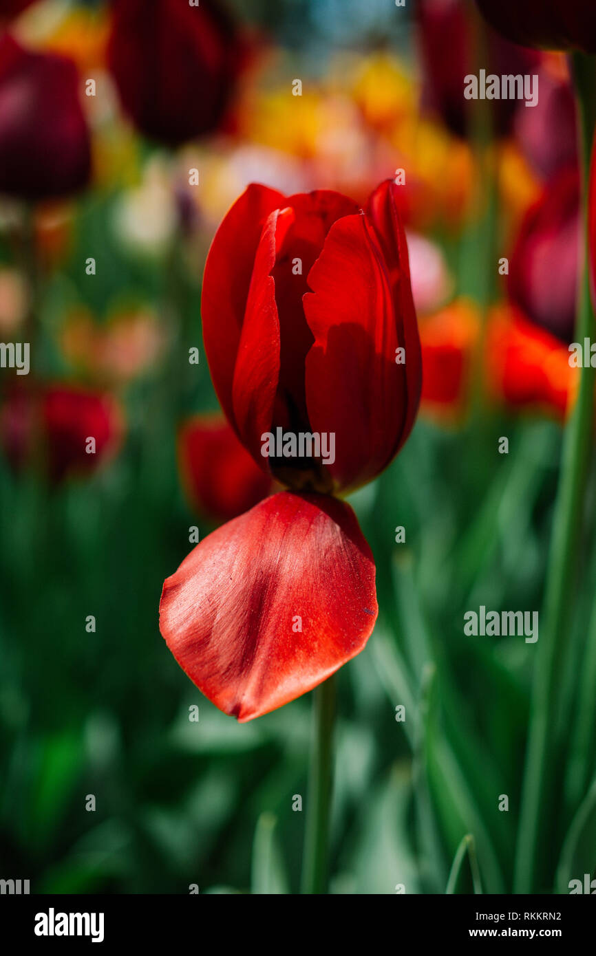 Beautiful tulips flower for postcard beauty concept design Stock Photo ...