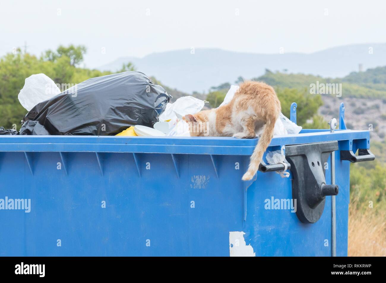 Scavenging garbage hi-res stock photography and images - Alamy