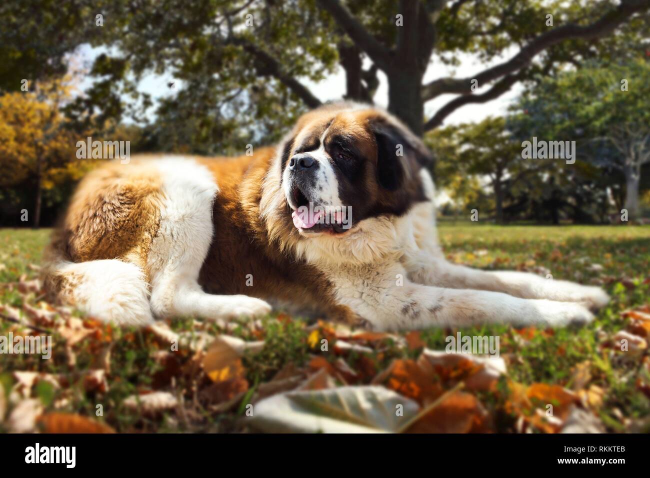 San bernard dog hi-res stock photography and images - Alamy