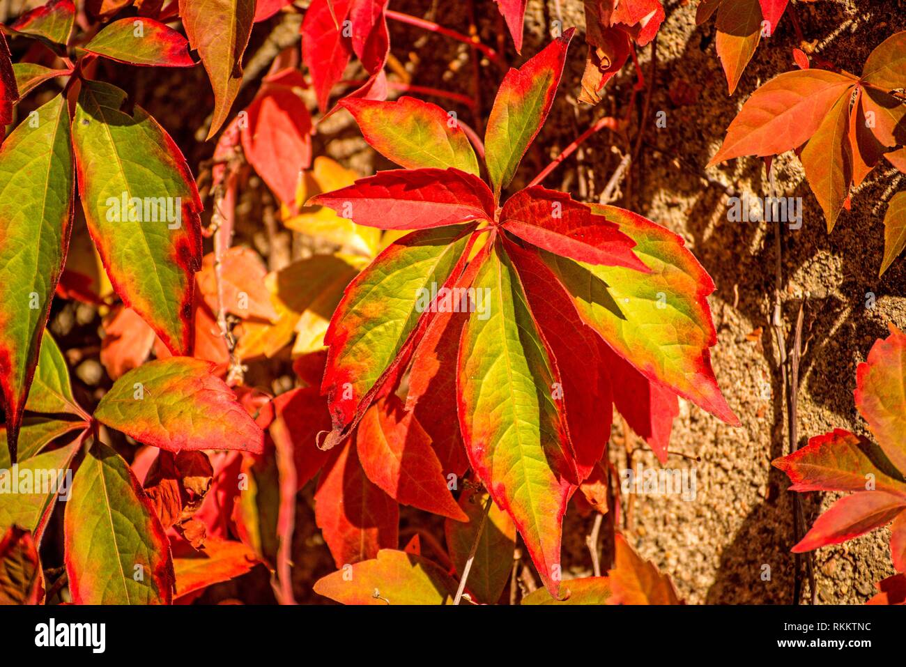 Red colors in nature hi-res stock photography and images - Alamy