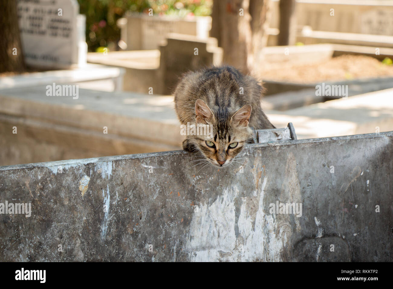 Stray cat seen in the street of the city Stock Photo - Alamy