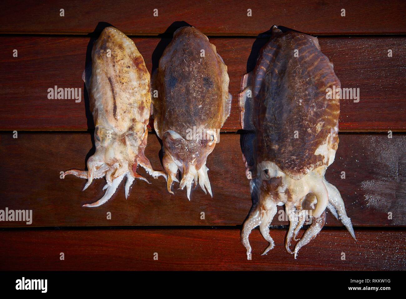 Cuttlefish close up texture hi-res stock photography and images - Alamy
