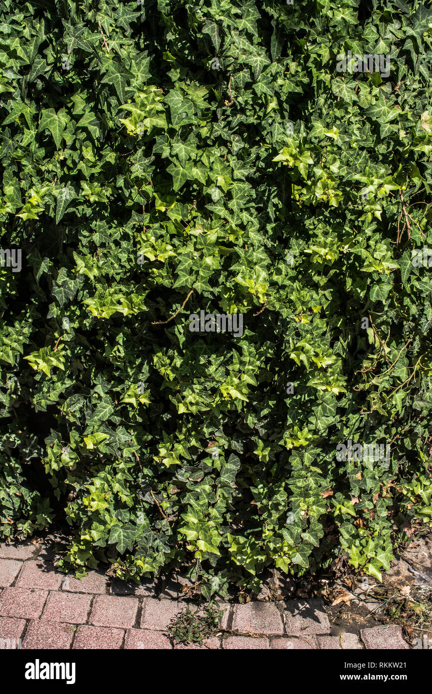 Green leaves hanging from a wall in the view Stock Photo - Alamy