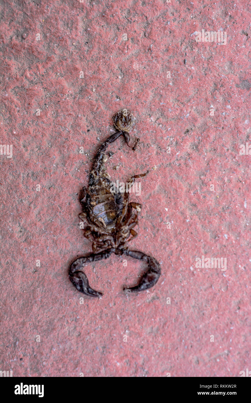 A dead scorpion on a street in the view Stock Photo - Alamy