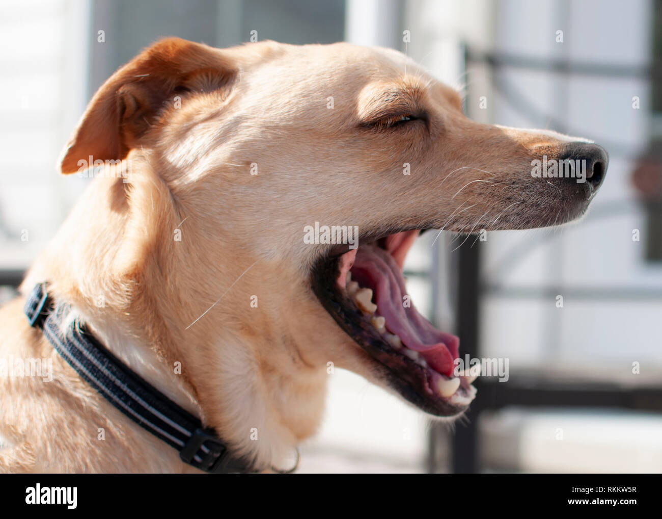 Dog yawning hi-res stock photography and images - Alamy