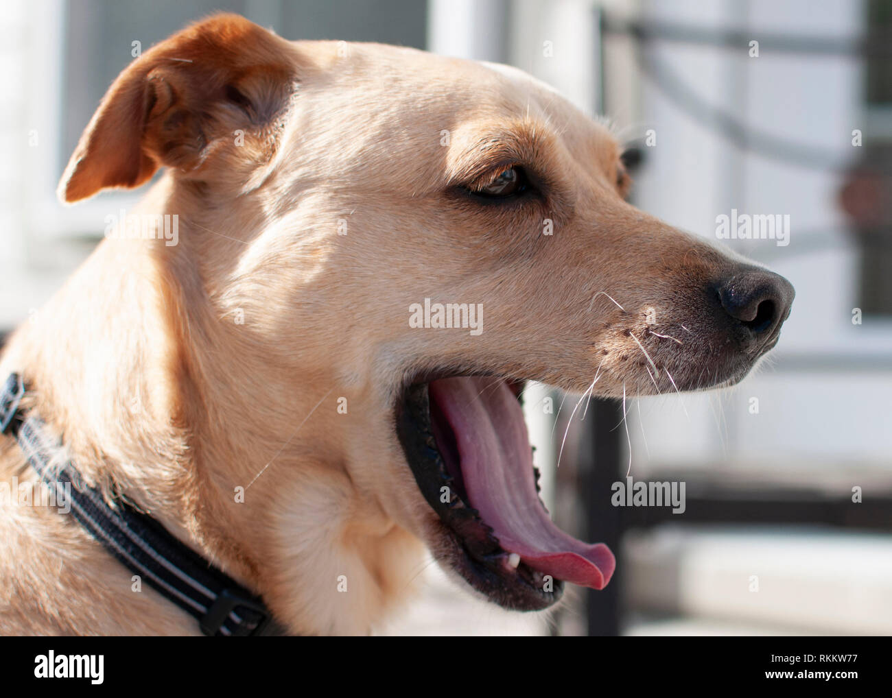 Labrador dog puppy yawning hi-res stock photography and images - Alamy