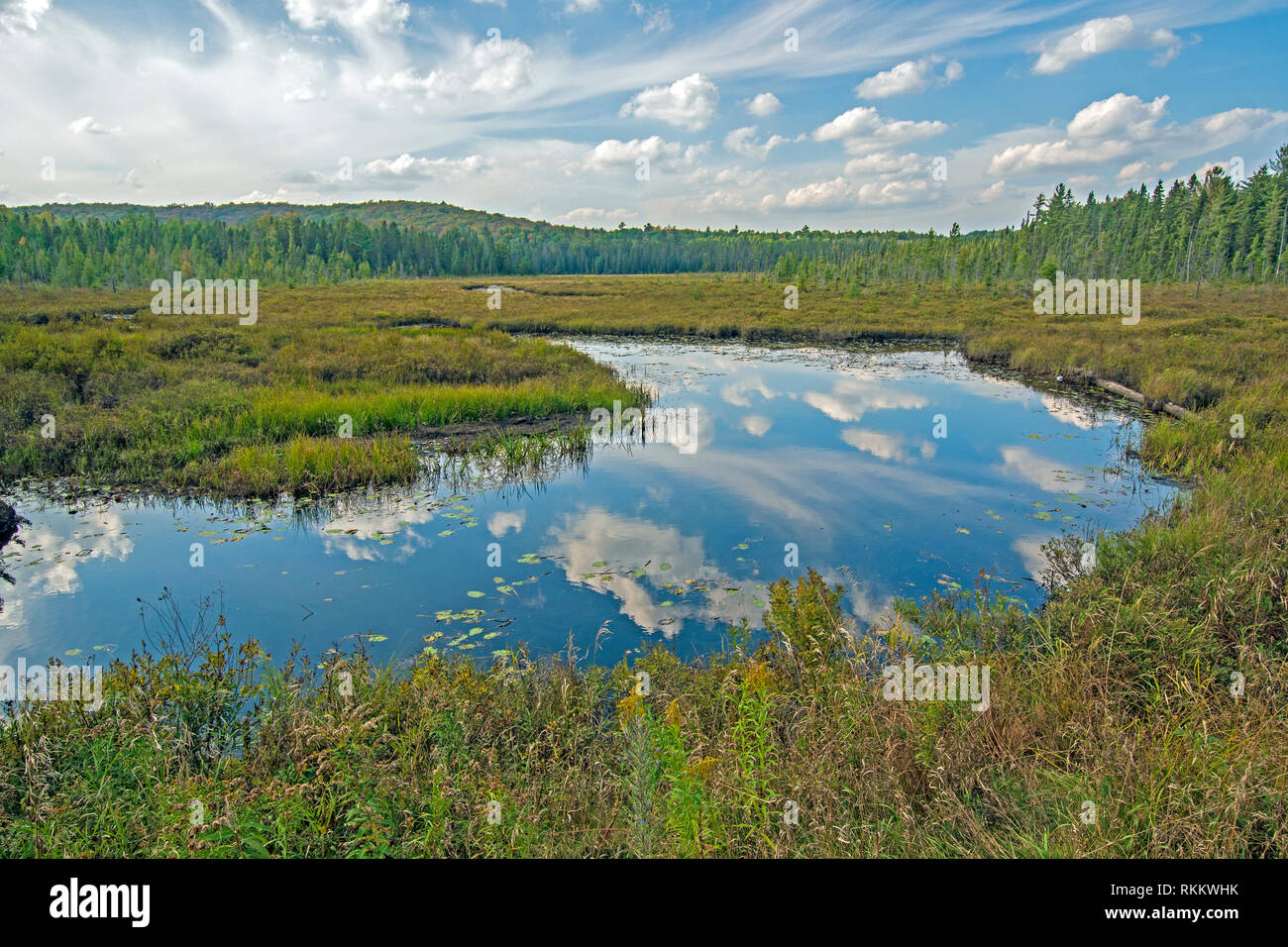 Reflections on a Wetland Pond on the Spruce Bog Trail in Algonquin ...