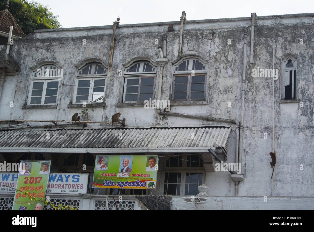 Monkeys swarming up a building, Kandy, Sri Lanka Stock Photo - Alamy
