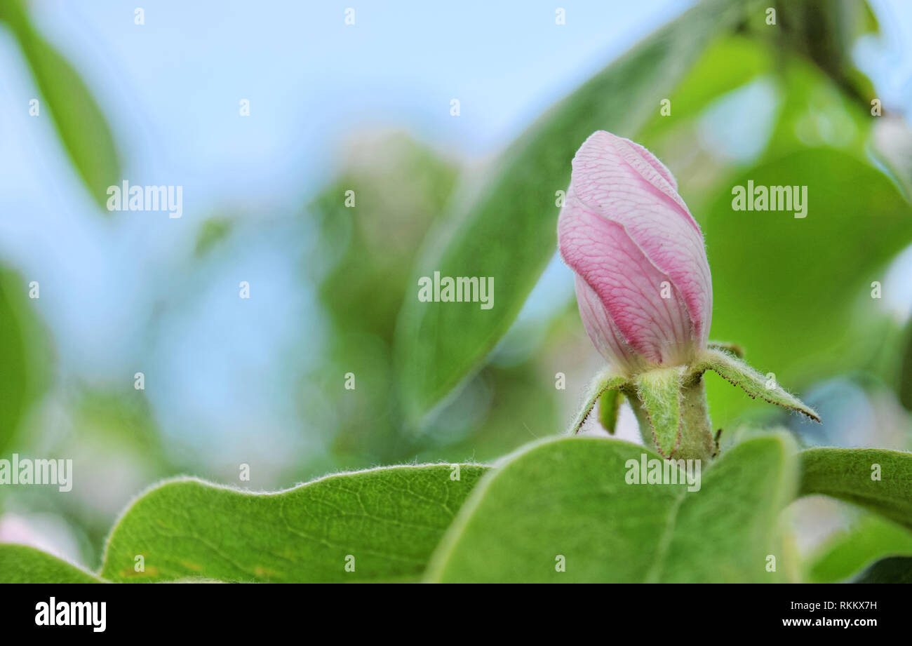 Quince buds hi-res stock photography and images - Alamy