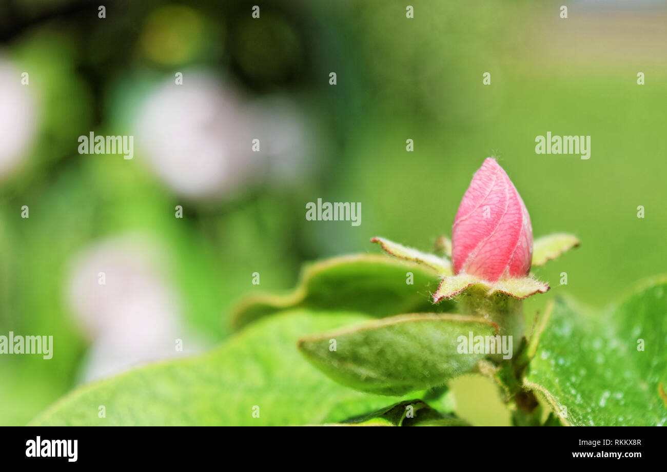 Quince bud and flower in an orchard during spring Stock Photo - Alamy