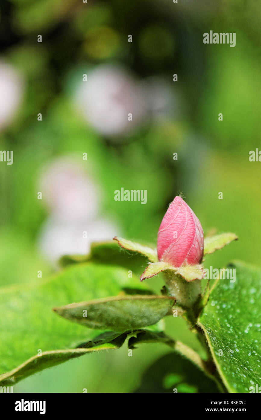 Quince bud and flower in an orchard during spring Stock Photo - Alamy