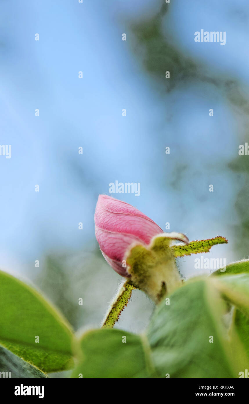 Quince bud and flower in an orchard during spring Stock Photo - Alamy