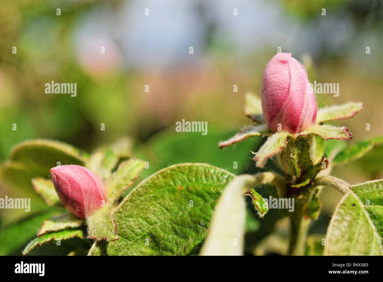 Quince bud and flower in an orchard during spring Stock Photo - Alamy